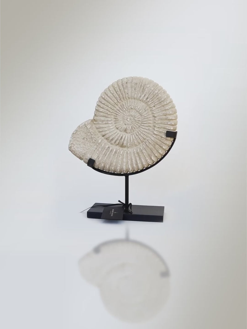 Ammonite Stone Statue from Java, a symbol of Leadership and Excellence