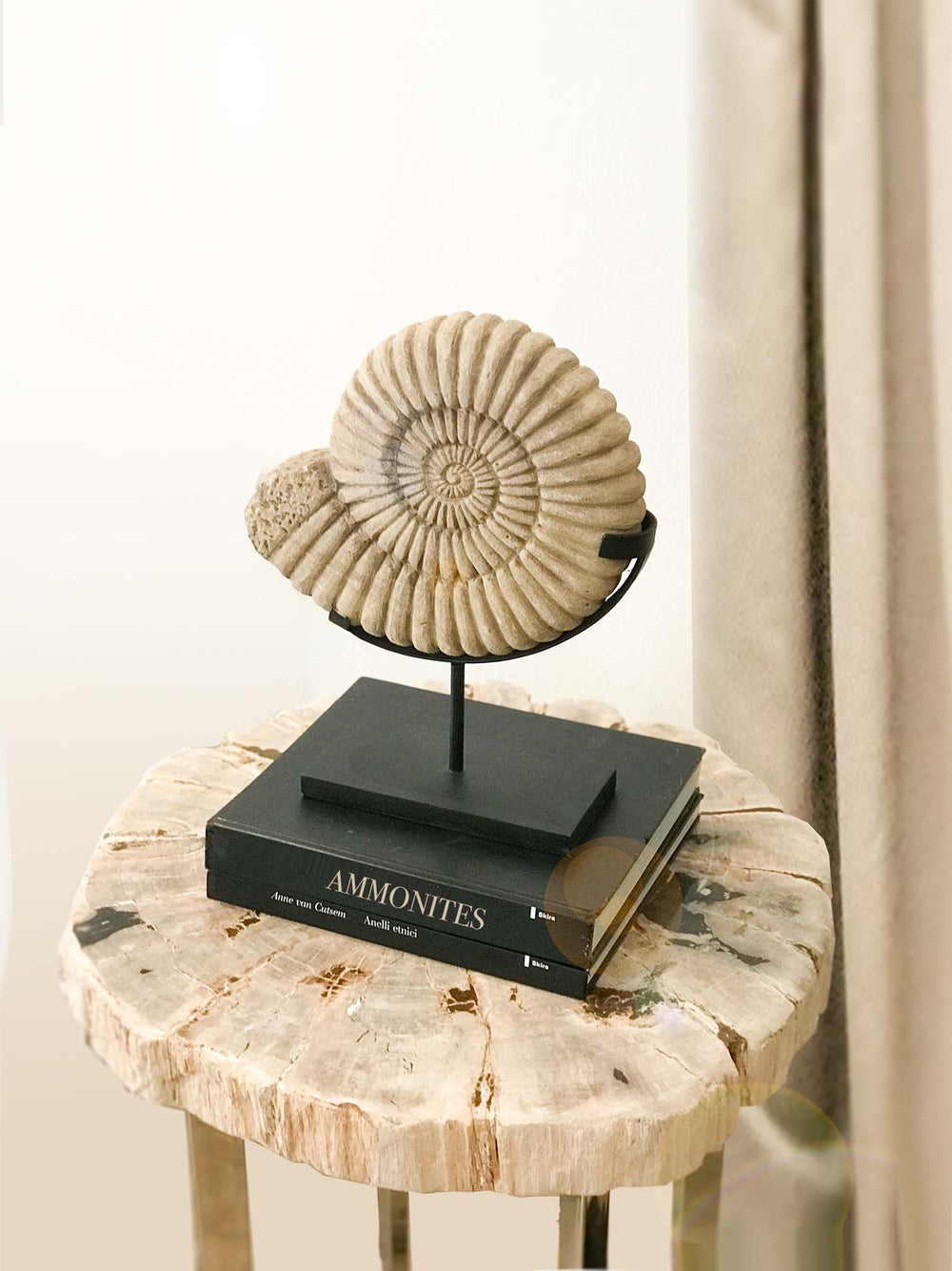 Ammonite Stone Statue from Java, a symbol of Leadership and Excellence